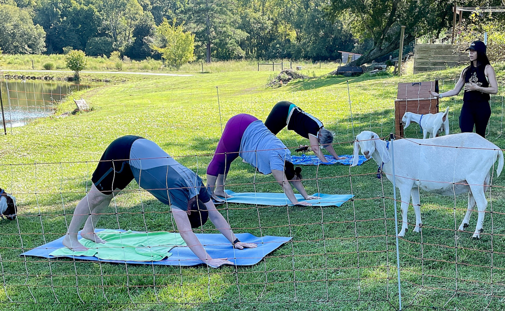 Goat Yoga — The Wool Family Farm