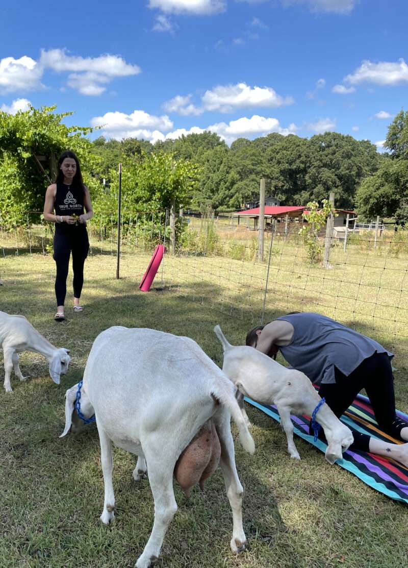 Goat Yoga — The Wool Family Farm