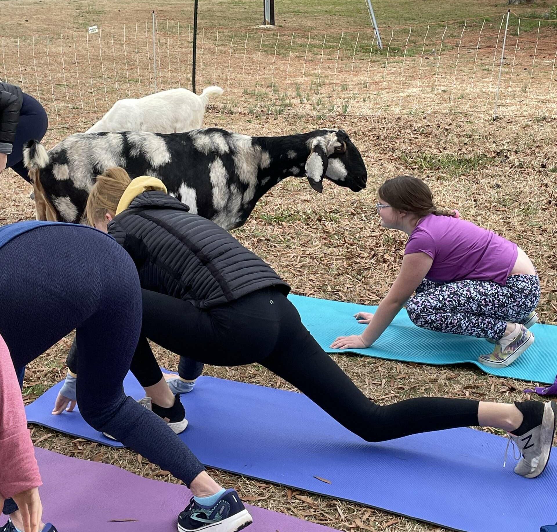 Goat Yoga — The Wool Family Farm