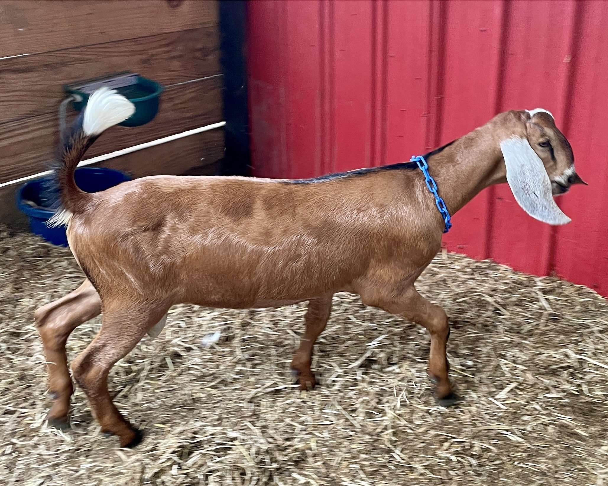 FOR SALE: Wool Farm Ace in the Hole — The Wool Family Farm