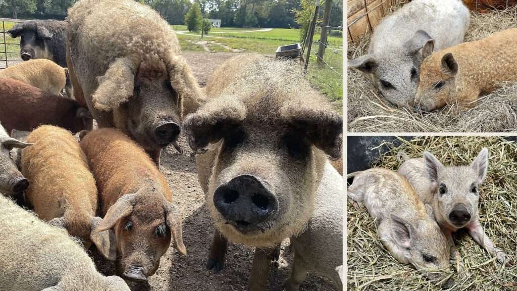 Mangalitsa Pigs — The Wool Family Farm